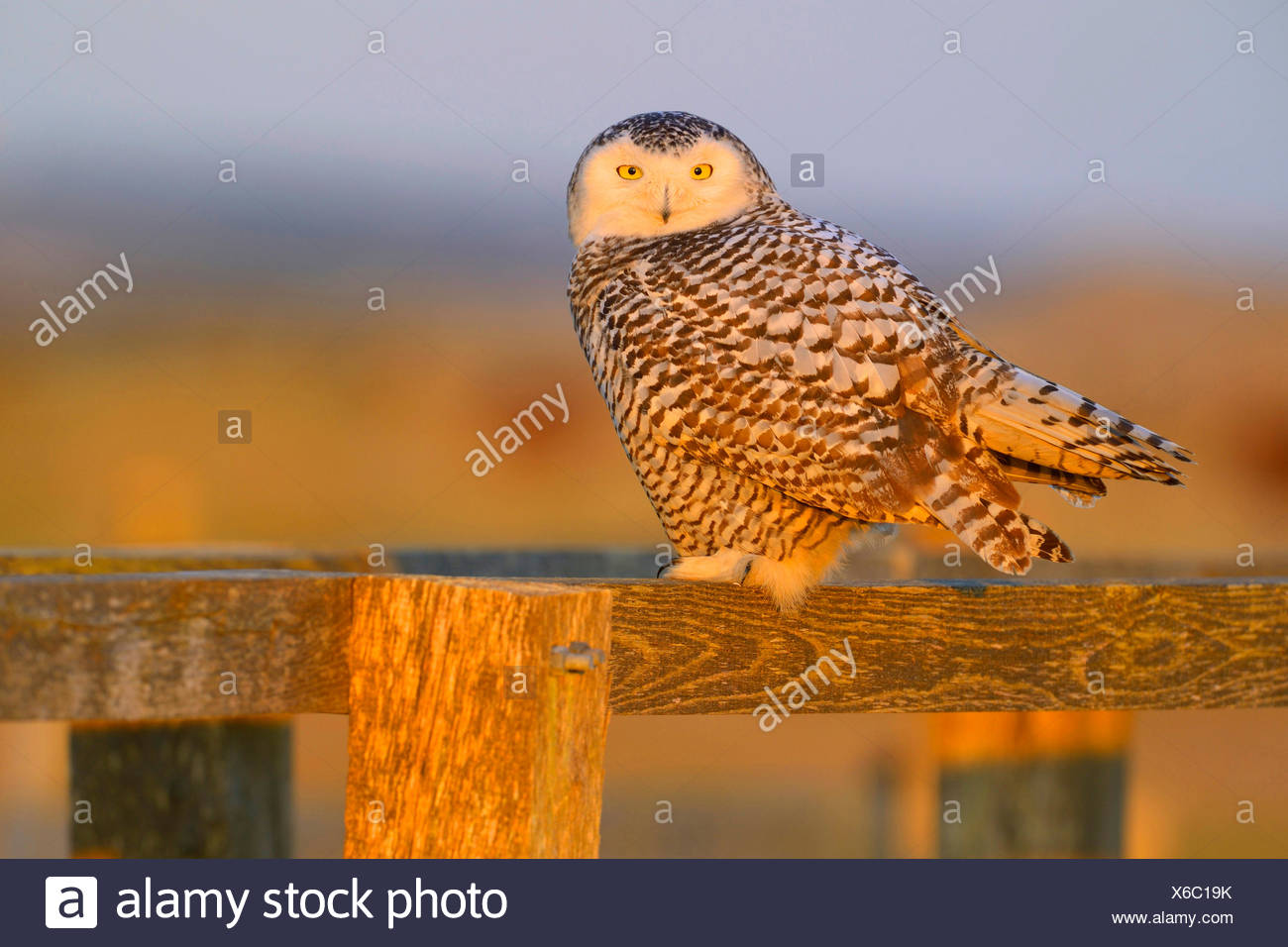Zaun Holzzaun Stockfotos und -bilder Kaufen - Alamy