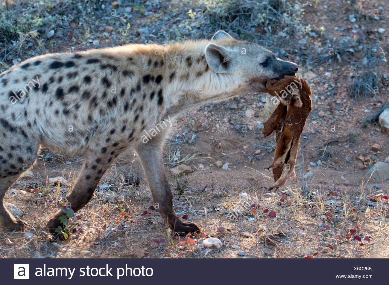 Hyena Africa Stockfotos und -bilder Kaufen - Alamy