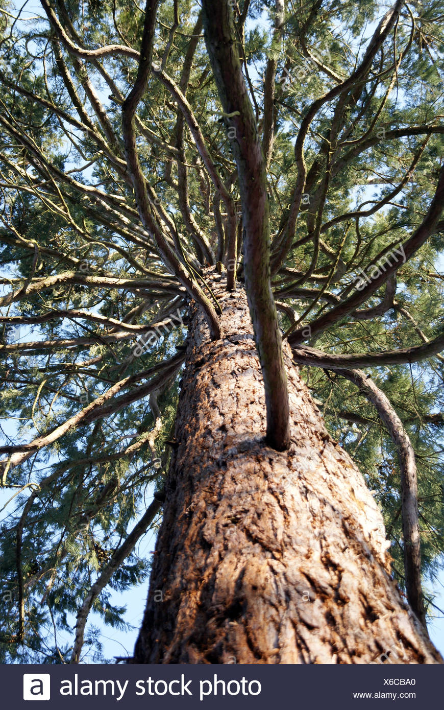 Mammut Tree Stockfotos und -bilder Kaufen - Alamy