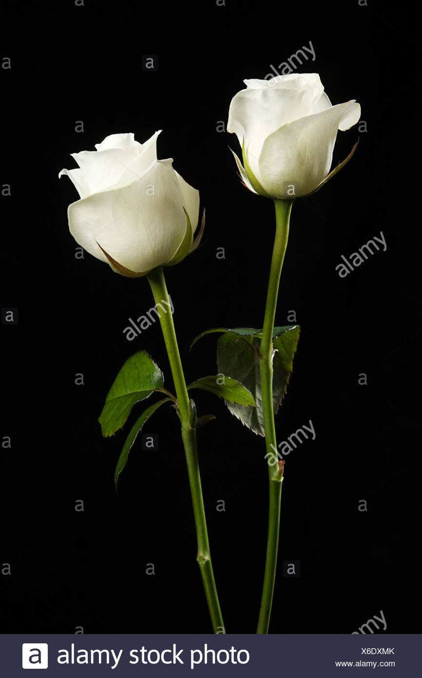 Nahaufnahme Rosen Stockfotos und -bilder Kaufen - Alamy