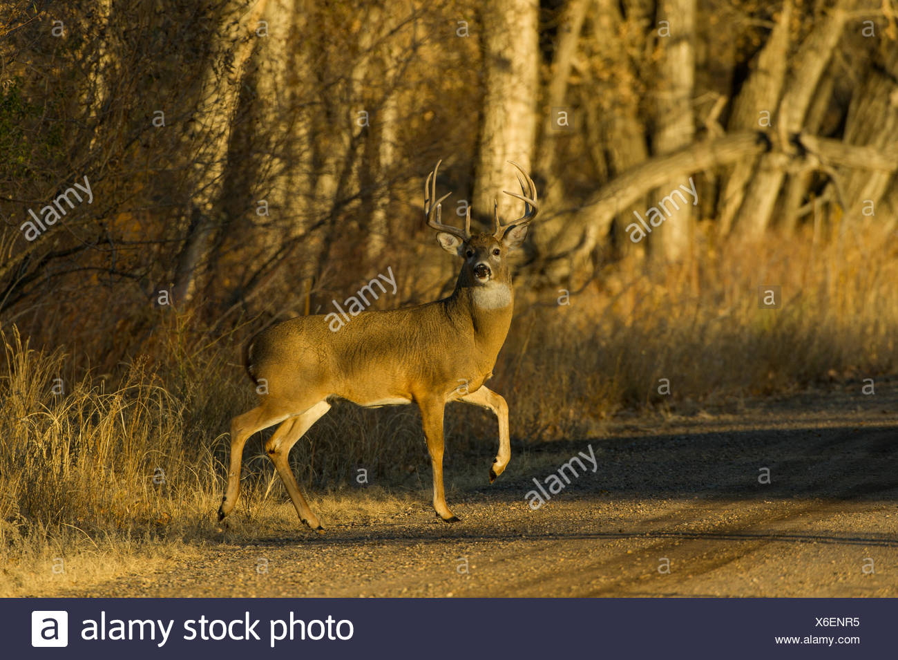 Hirsch Huf Stockfotos & Hirsch Huf Bilder - Alamy