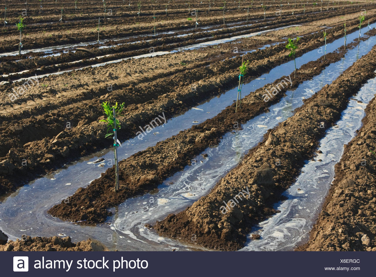 Orange Grove Irrigation Stockfotos und -bilder Kaufen - Alamy