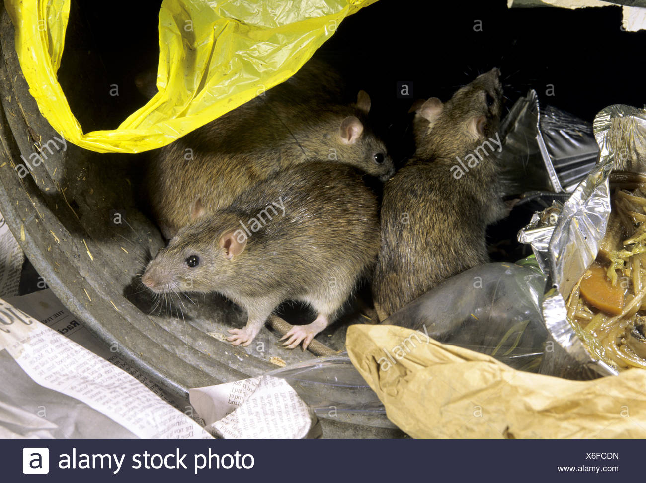 Gewöhnliche Braune Ratten Stockfotos & Gewöhnliche Braune Ratten Bilder ...