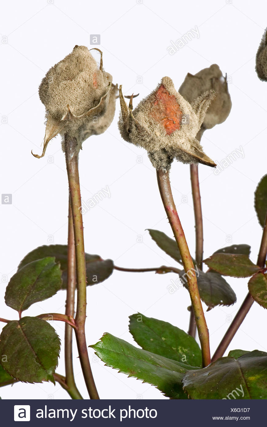 Botrytis Cinerea Botrytis Cinerea Stockfotos und -bilder Kaufen - Alamy