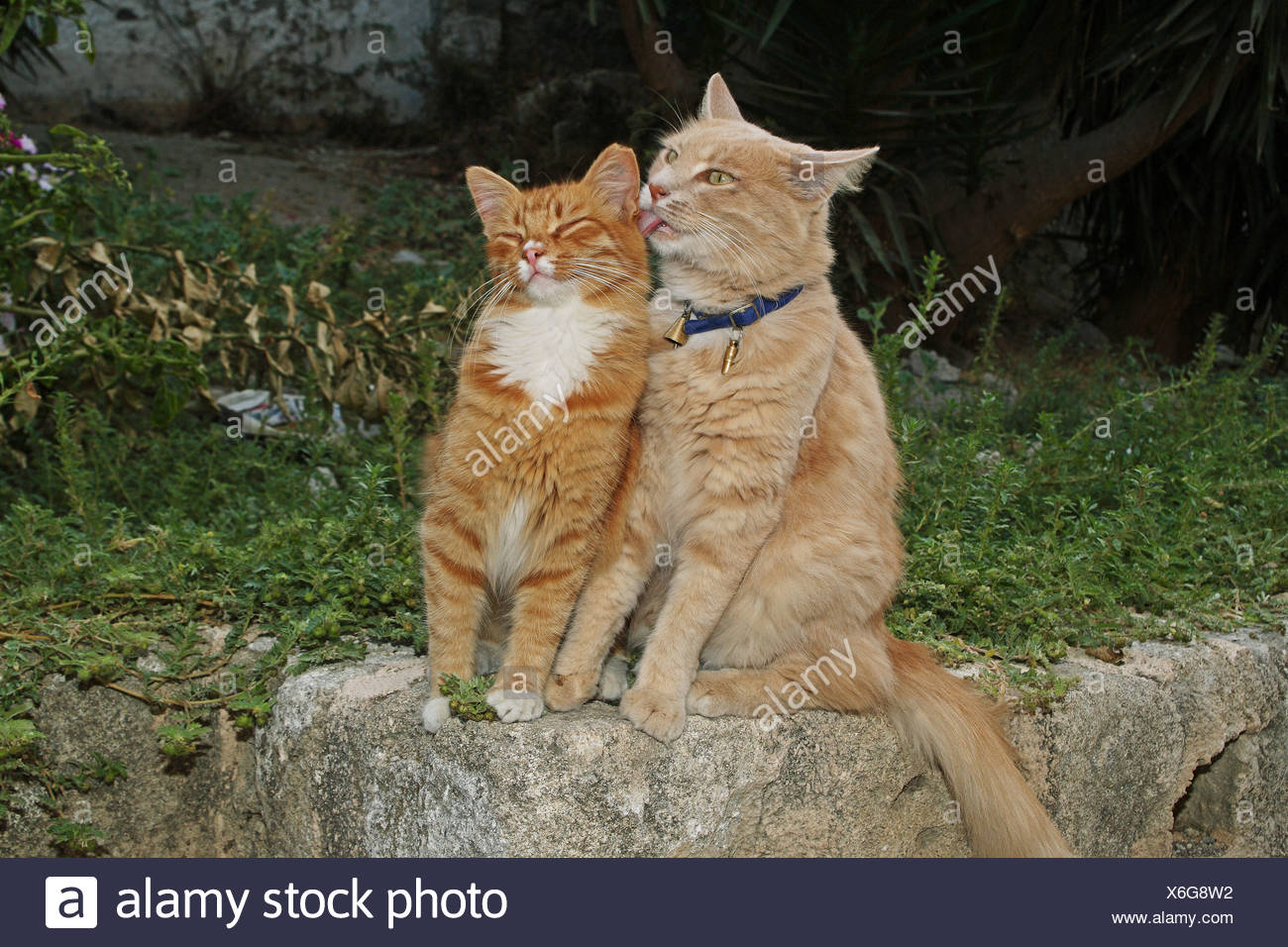 2 Katzen Stockfotos & 2 Katzen Bilder - Alamy