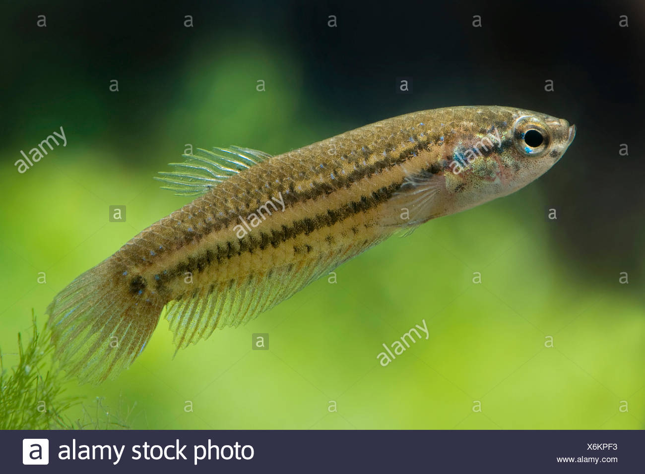 Kleine Fische Stockfotos & Kleine Fische Bilder - Alamy