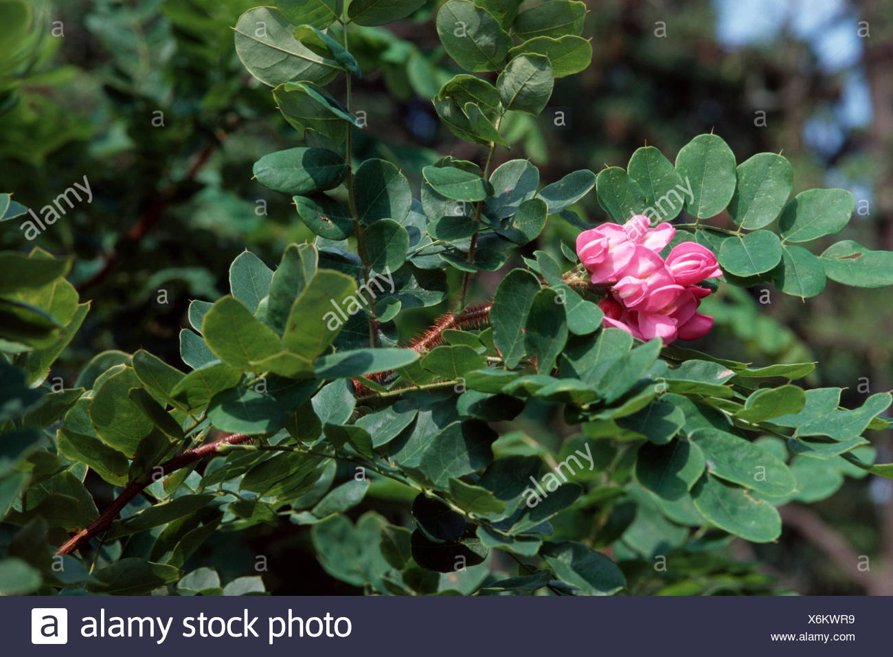 Bristly Locust Robinia Hispida Stockfotos und -bilder Kaufen - Alamy