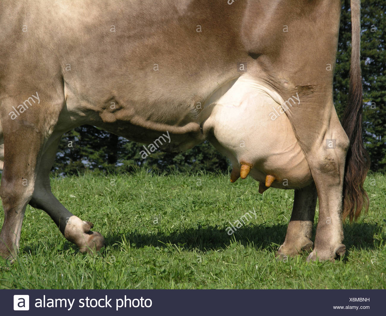 Euter Melken Stockfotos und -bilder Kaufen - Alamy