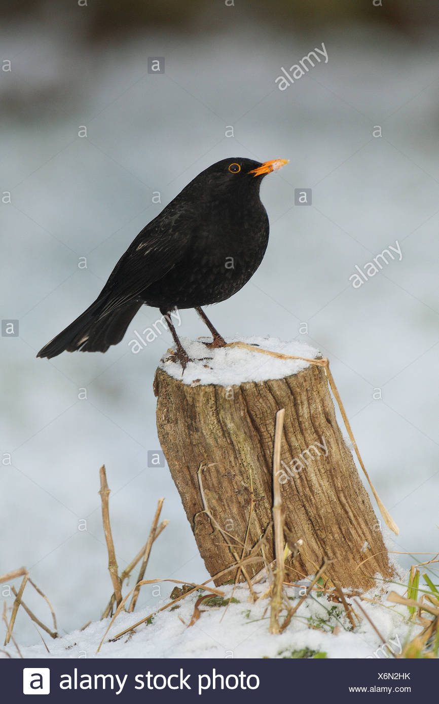 Amsel Im Winter Stockfotos und -bilder Kaufen - Alamy