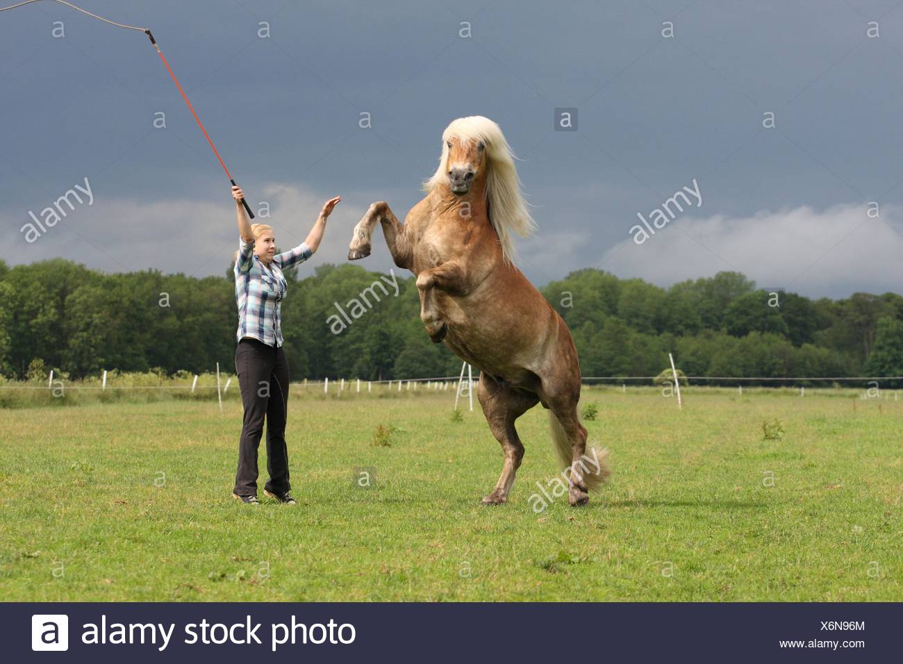 Haflinger Horse Rearing Stockfotos und -bilder Kaufen - Alamy