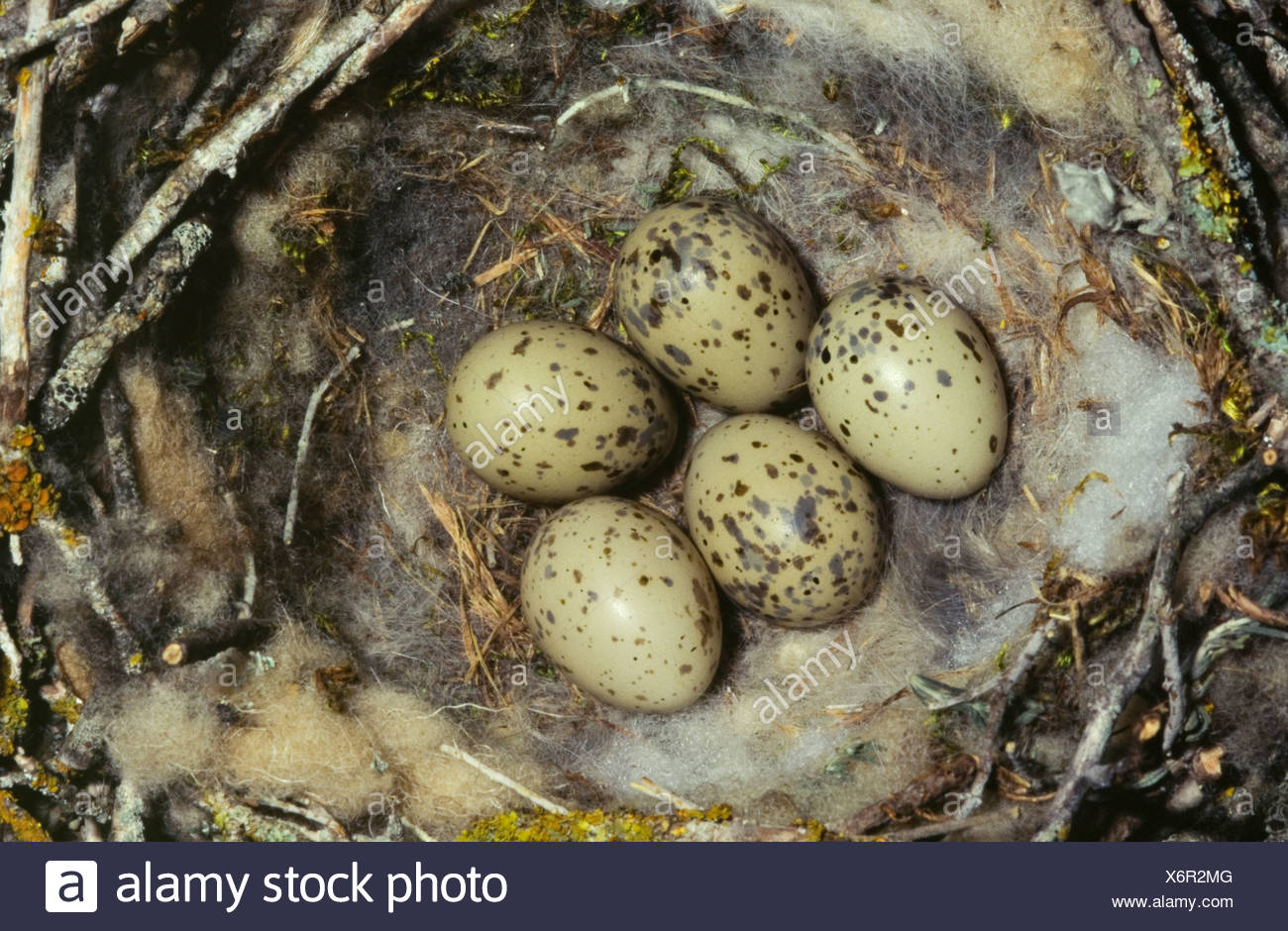 Elster Nest Stockfotos und -bilder Kaufen - Alamy