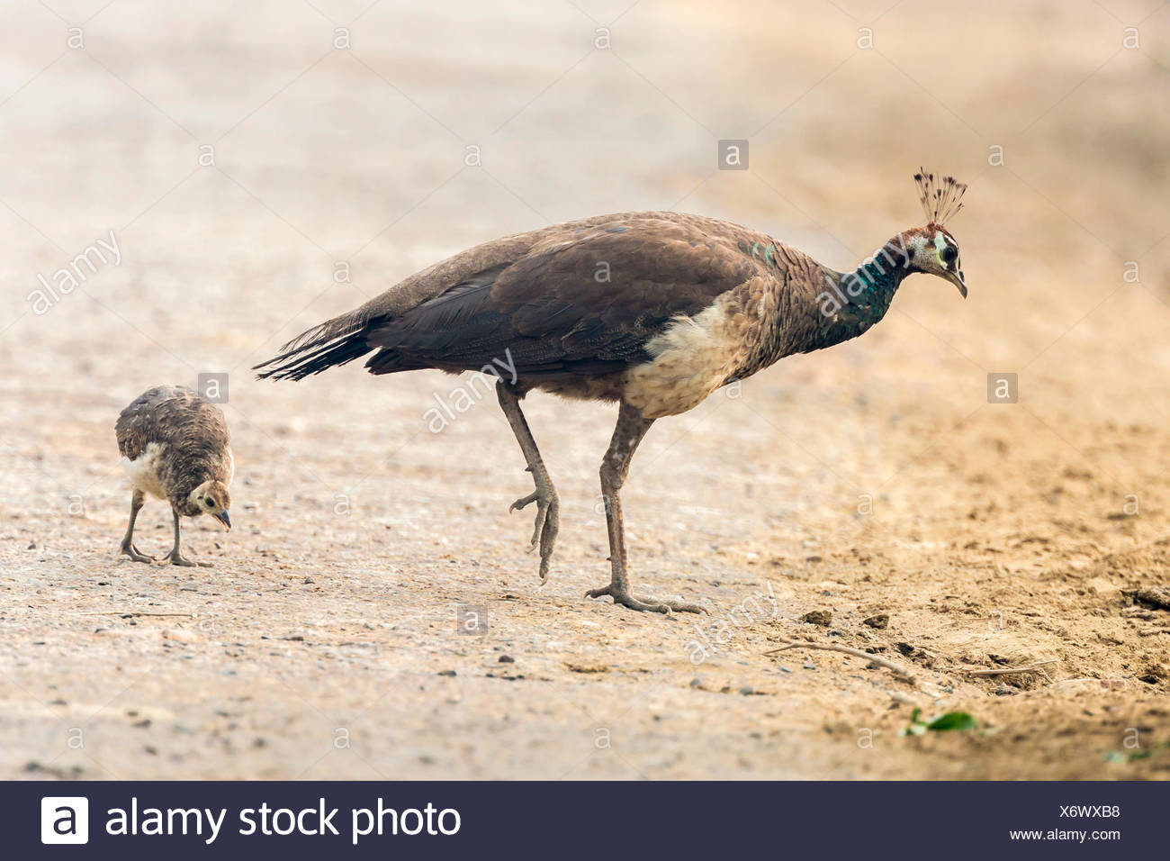 Asiatischer Pfau Stockfotos und -bilder Kaufen - Alamy