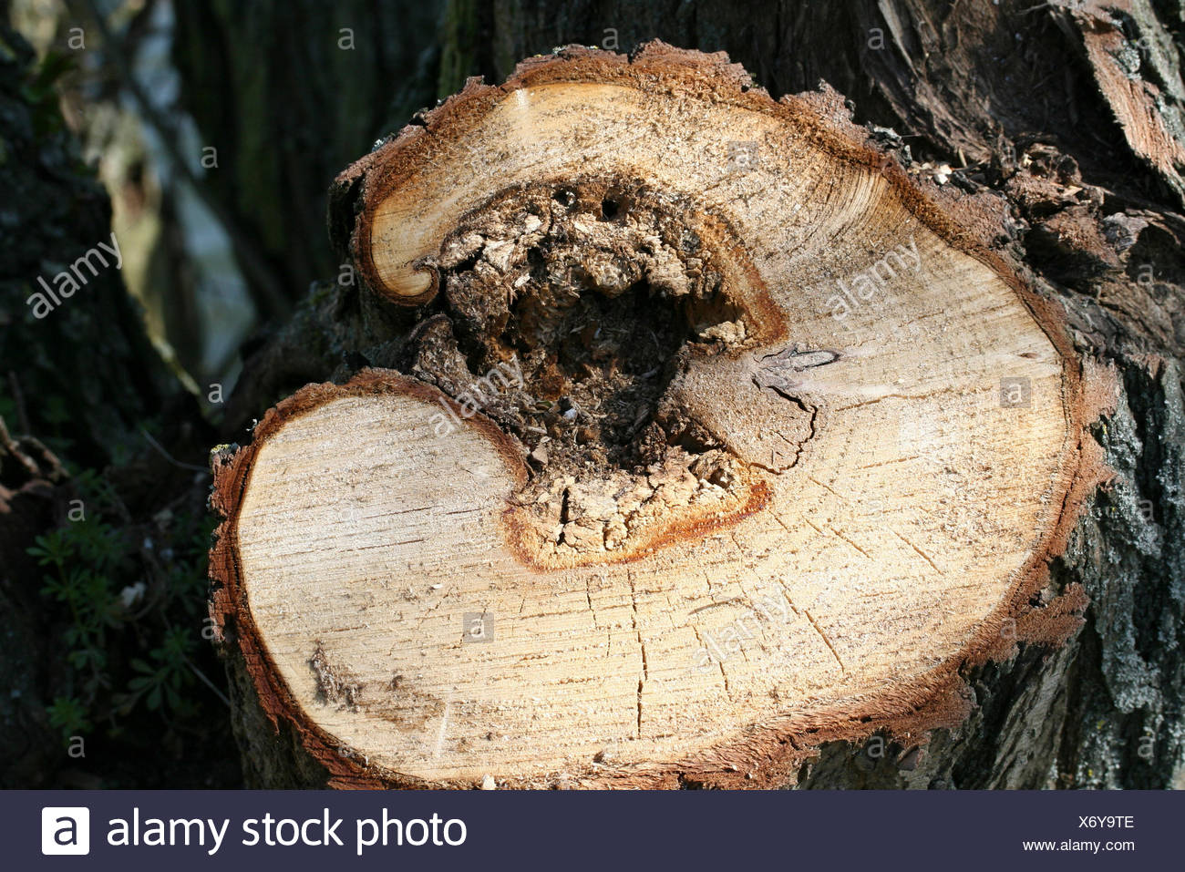 Diseased Tree Trunk Stockfotos & Diseased Tree Trunk Bilder - Alamy