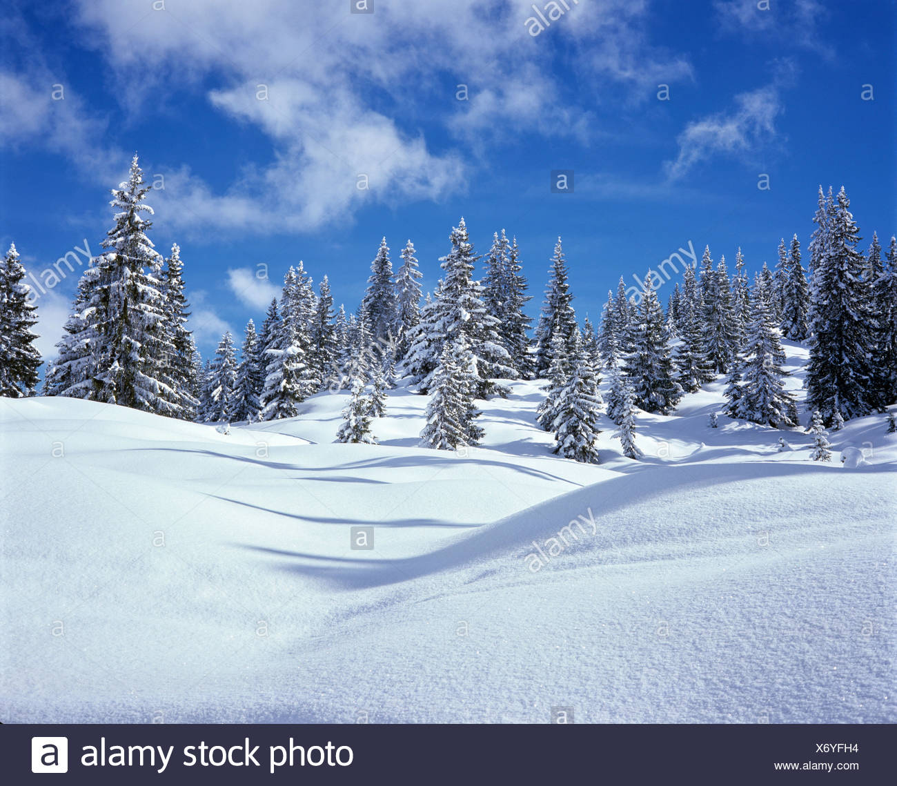 Verschneite Tannen Winter Stockfotos und -bilder Kaufen - Alamy