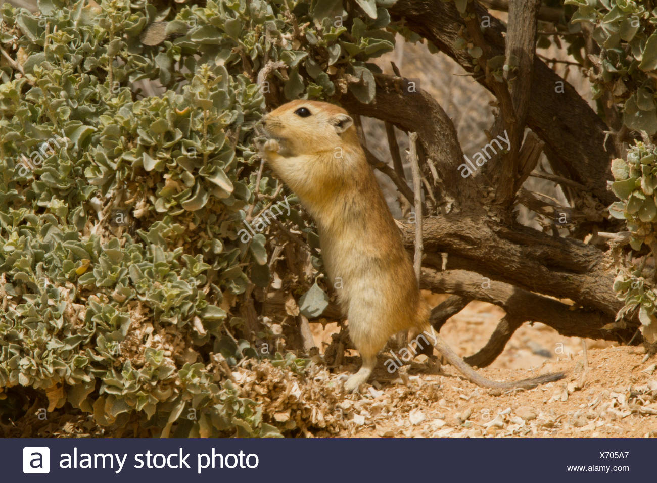 Fette Sandratte Stockfotos und -bilder Kaufen - Alamy