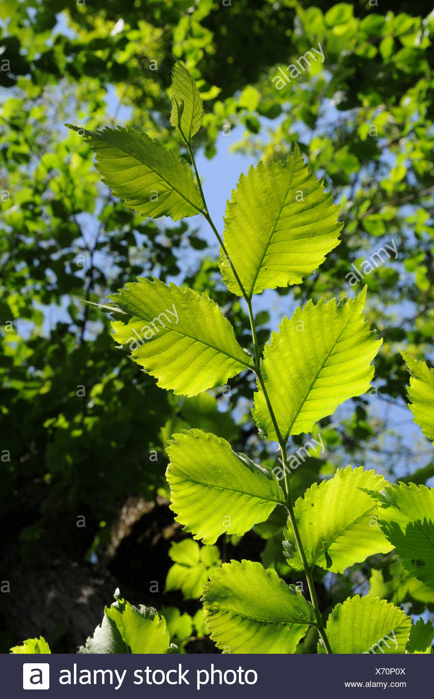 Ulmus Montana Stockfotos & Ulmus Montana Bilder - Alamy