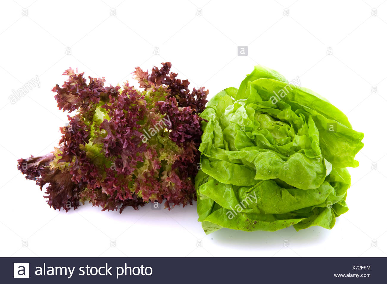 Lollo Rosso Stockfotos und -bilder Kaufen - Alamy