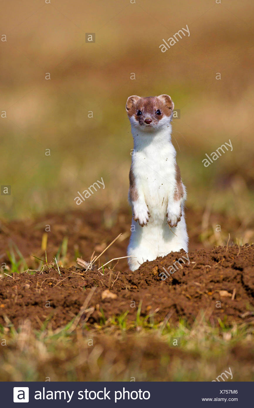 Grosses Wiesel Stockfotos & Grosses Wiesel Bilder - Alamy