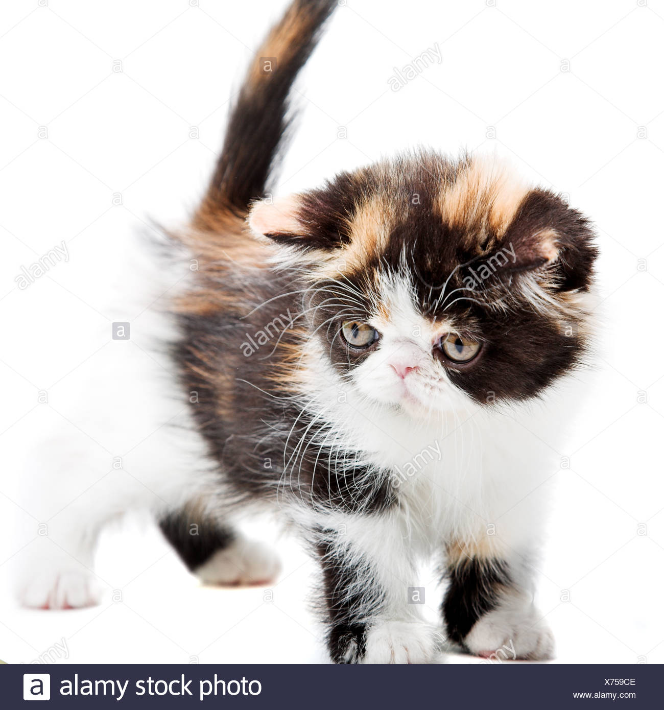 Schildpatt Perser Katze Stockfotos und -bilder Kaufen - Alamy