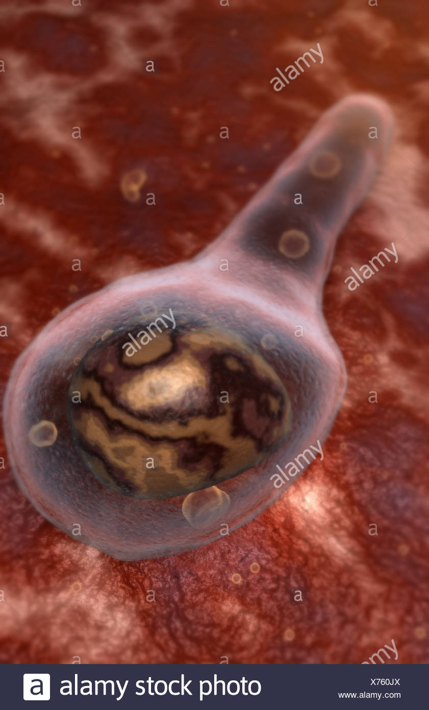 Tetanus Bacterium Stockfotos und -bilder Kaufen - Alamy
