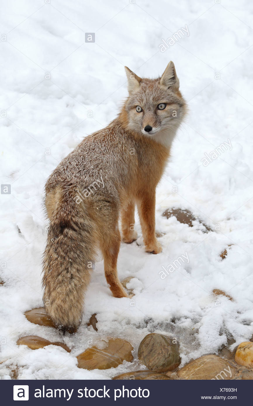 Fuchs Stehend Stockfotos & Fuchs Stehend Bilder - Alamy