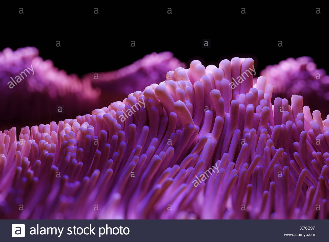 Respiratorisches Epithel Stockfotos und -bilder Kaufen - Alamy