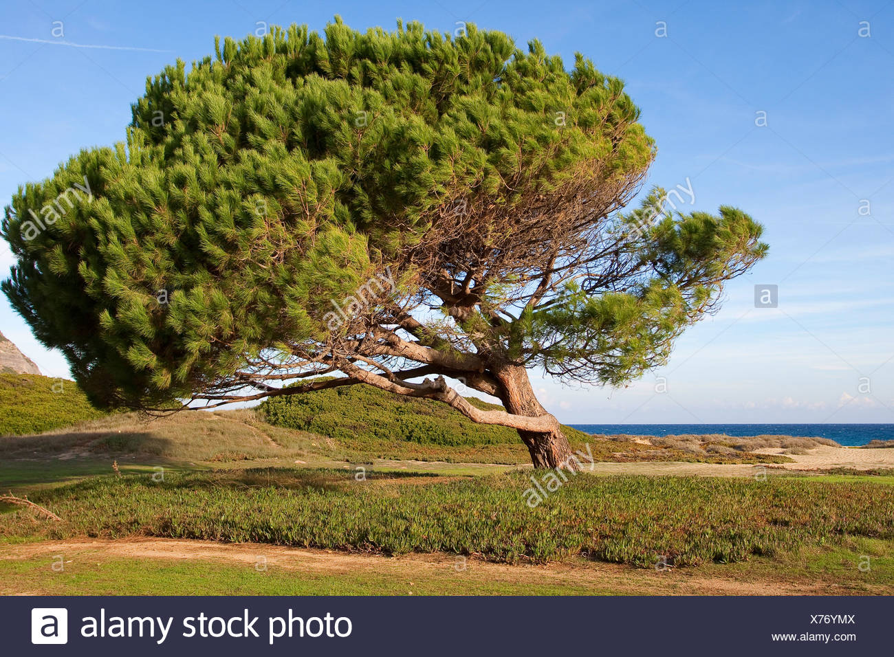 Pinus Pinea Pine Italy Stockfotos und -bilder Kaufen - Alamy
