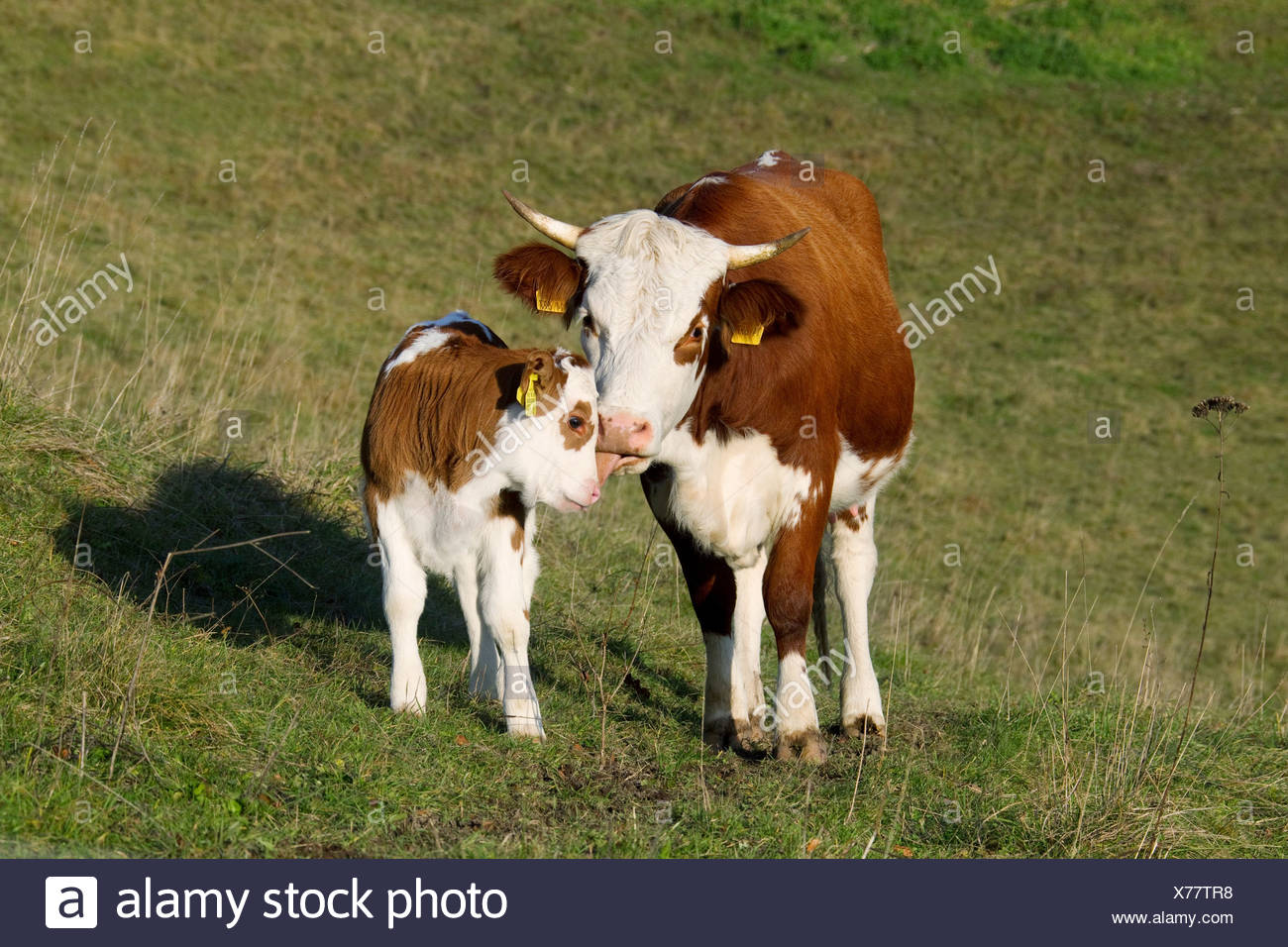 Kalb Im Gras Stockfotos und -bilder Kaufen - Alamy