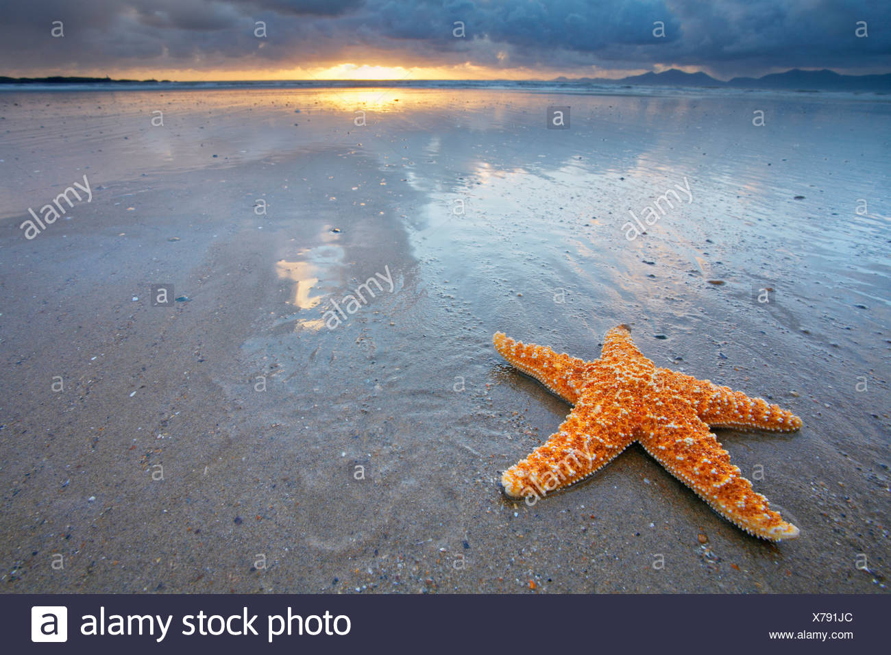 Gemeiner Seestern Stockfotos und -bilder Kaufen - Alamy