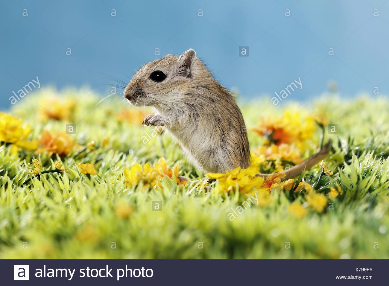 Baby Mice Stockfotos und -bilder Kaufen - Seite 2 - Alamy