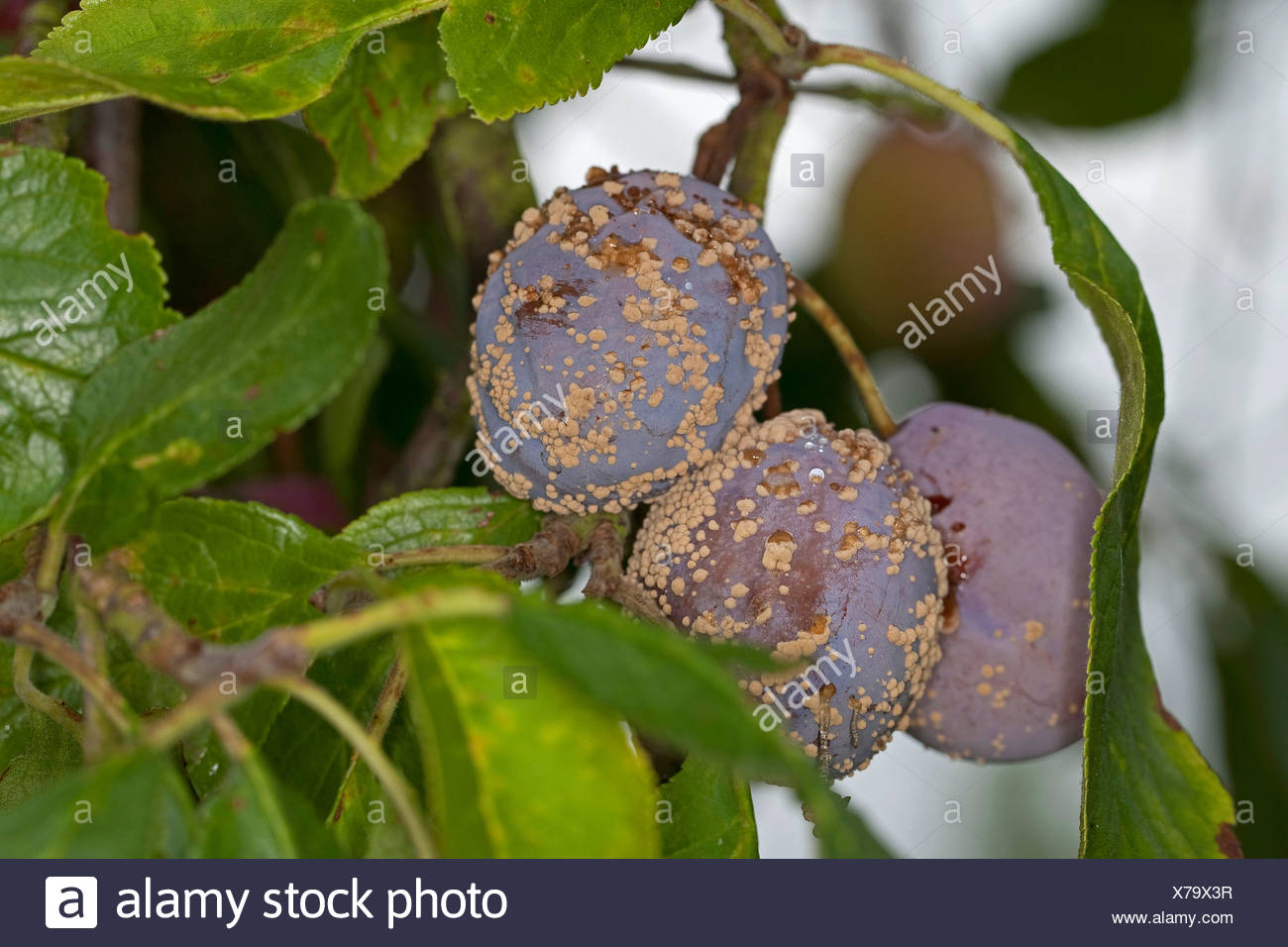 Pflaumenbaum Krankheit Stockfotos & Pflaumenbaum Krankheit Bilder - Alamy