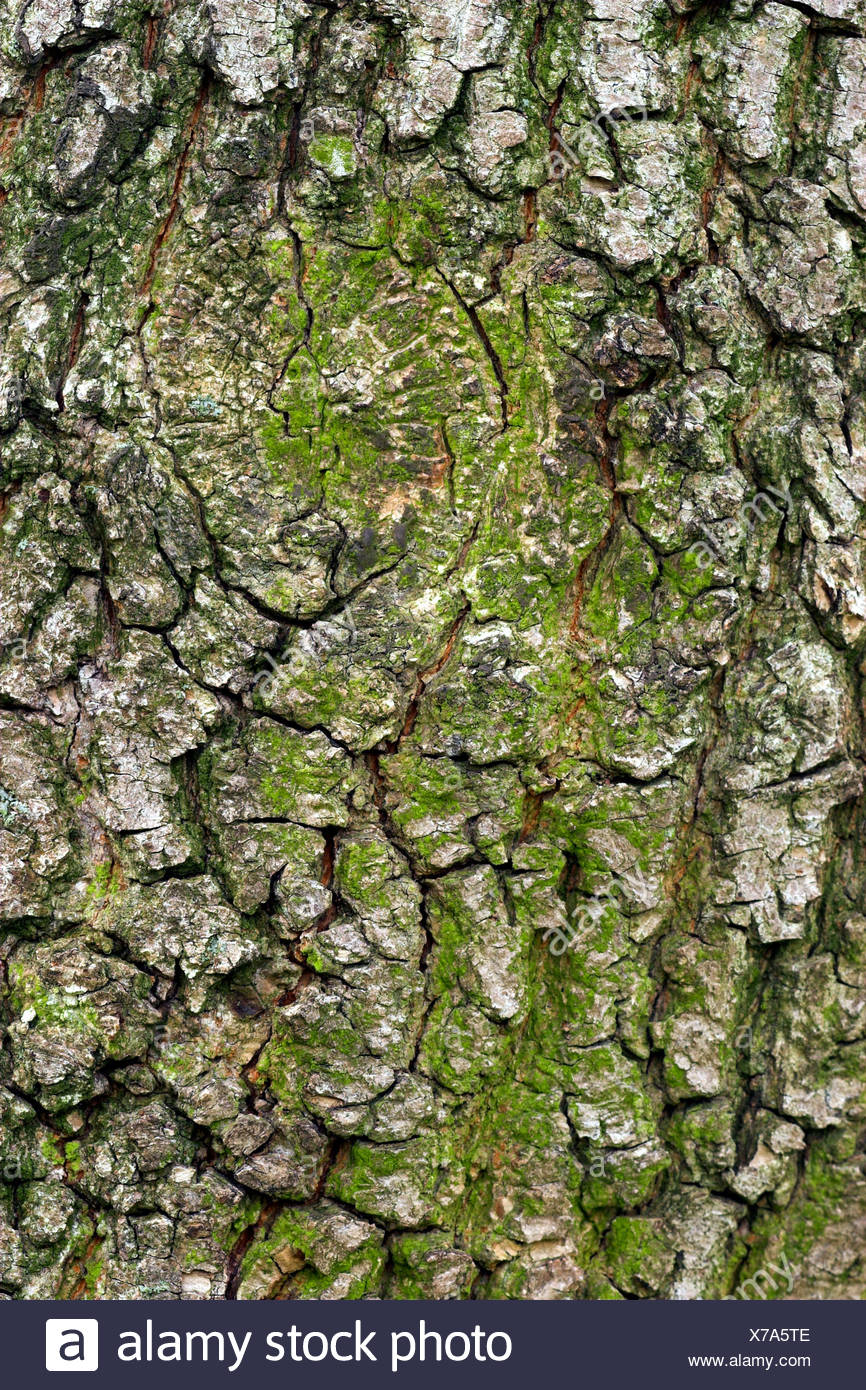 Acer Campestre Rinde Stockfotos und -bilder Kaufen - Alamy