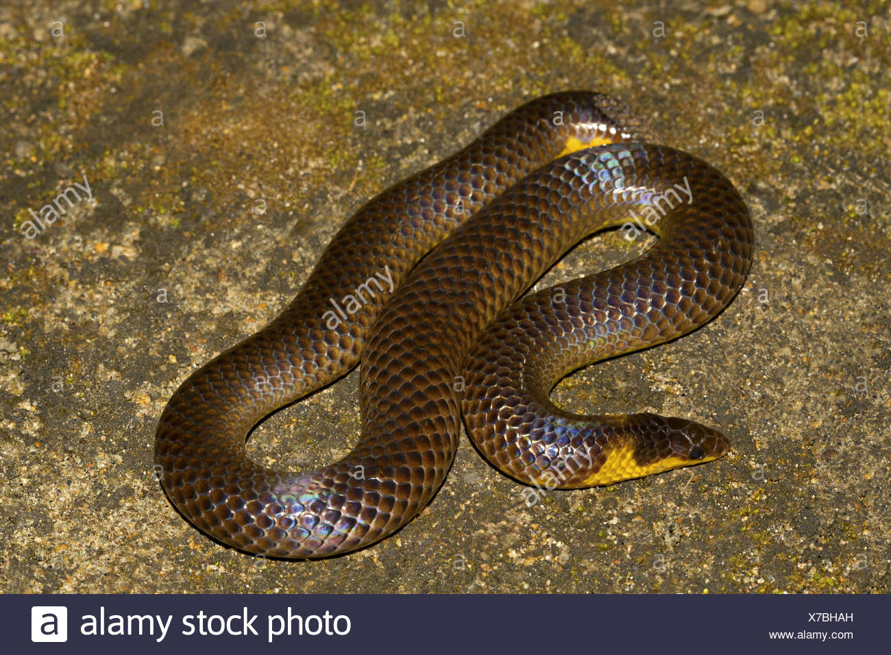 Shieldtail Snake Stockfotos und -bilder Kaufen - Alamy