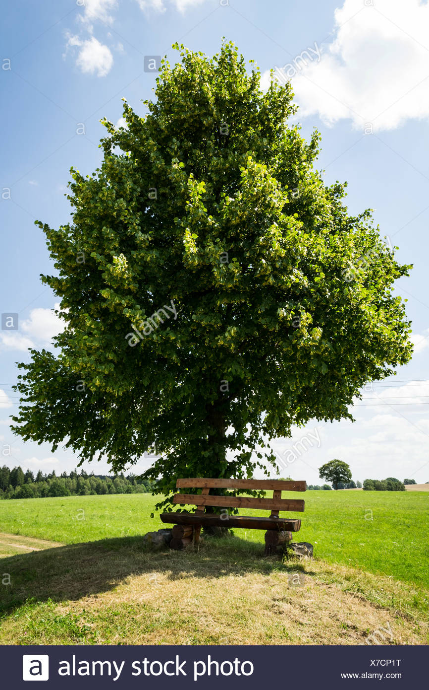 Bank Baum Sommer Bank Baum Stockfotos und -bilder Kaufen - Alamy