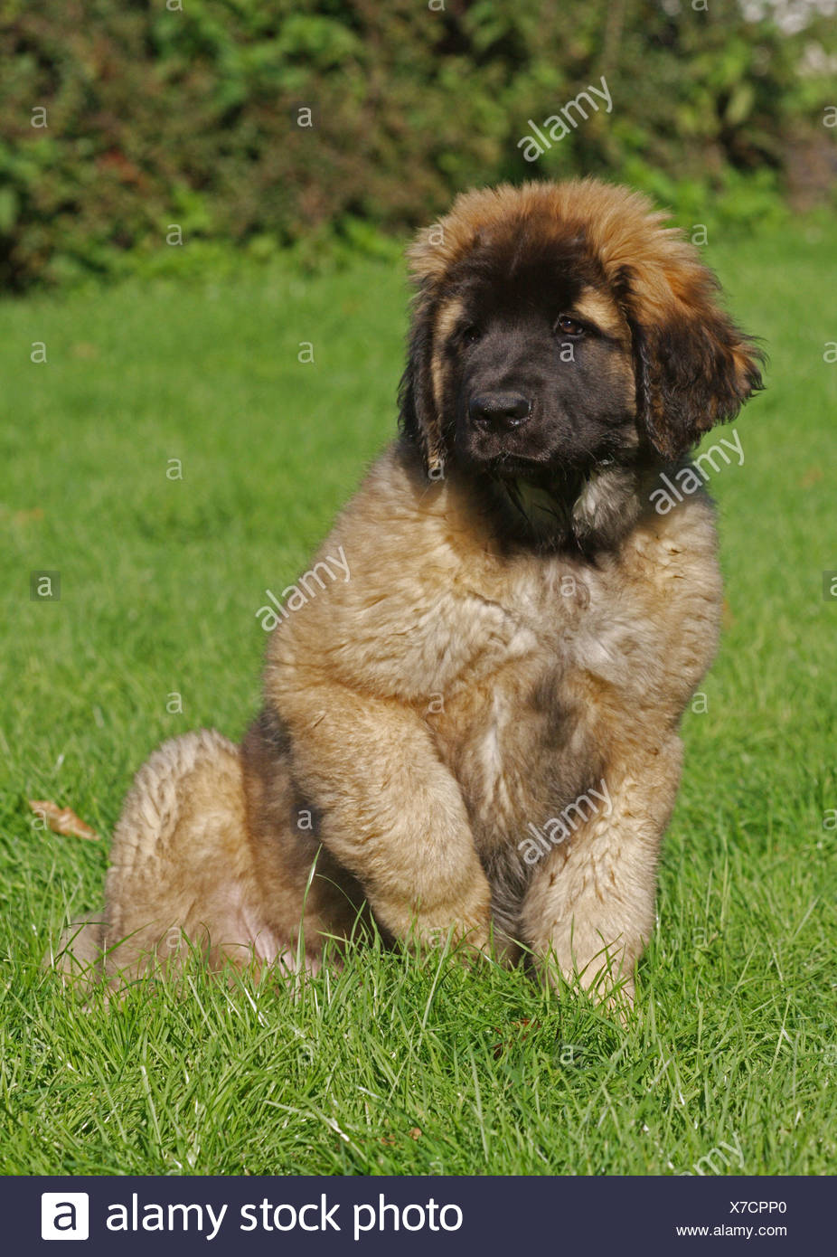 Leonberger Baby Stockfotos und -bilder Kaufen - Alamy