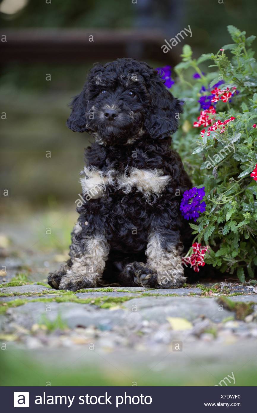 Sitting Black And Tan Poodle Stockfotos und -bilder Kaufen - Alamy
