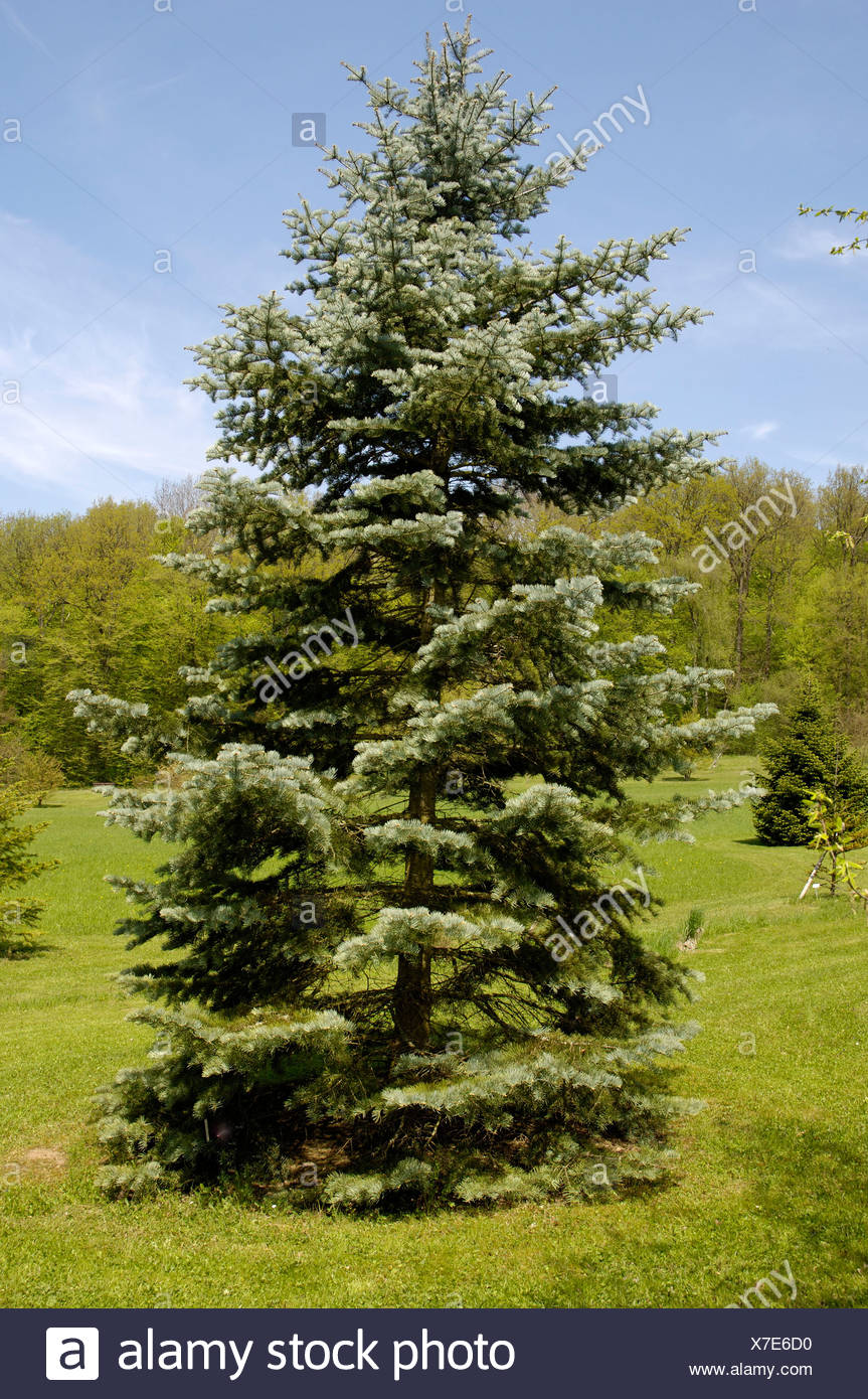 White Fir Abies Concolor Stockfotos und -bilder Kaufen - Alamy