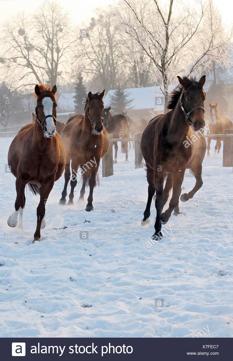 Pferde Galoppieren Stockfotos und -bilder Kaufen - Alamy