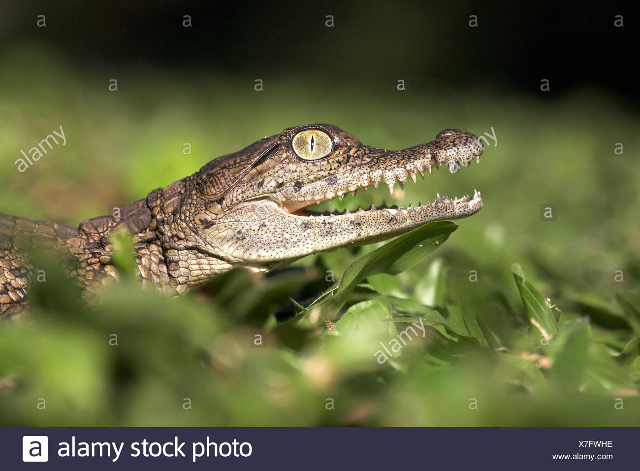 Baby Krokodile Stockfotos und -bilder Kaufen - Alamy