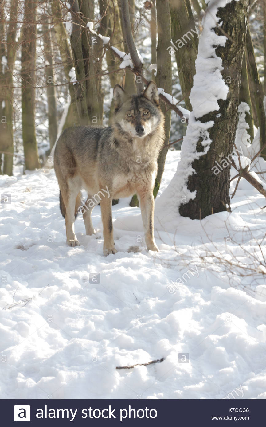 Wolf Poland Stockfotos und -bilder Kaufen - Alamy