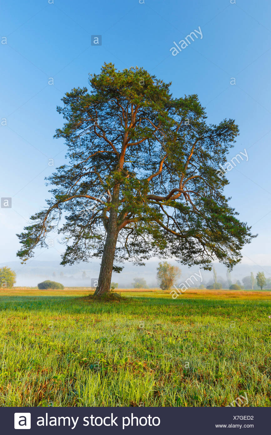 Kiefer Baum Stockfotos und -bilder Kaufen - Alamy