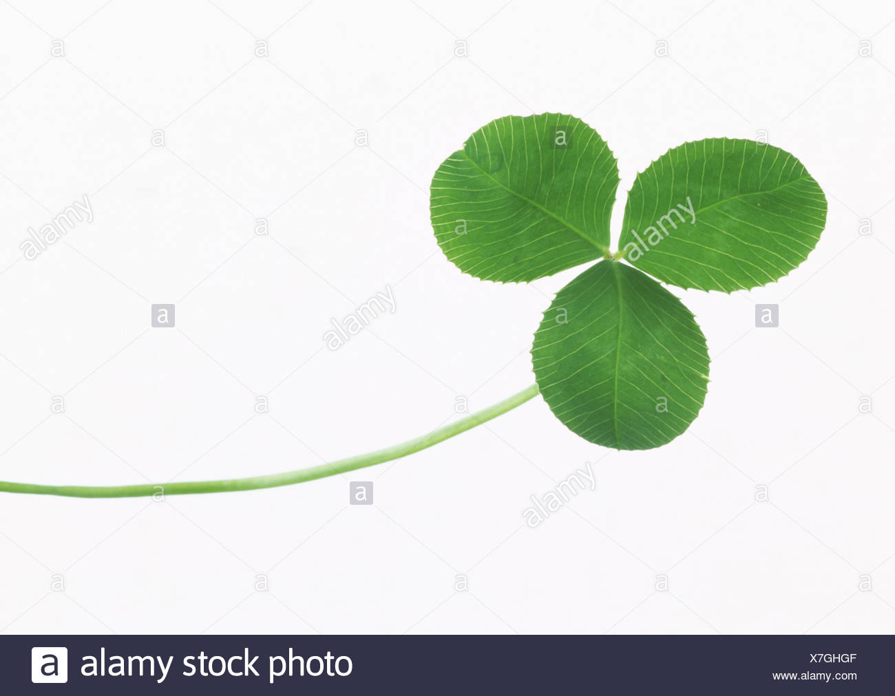 Dreiblättriges Kleeblatt Stockfotos & Dreiblättriges Kleeblatt Bilder ...