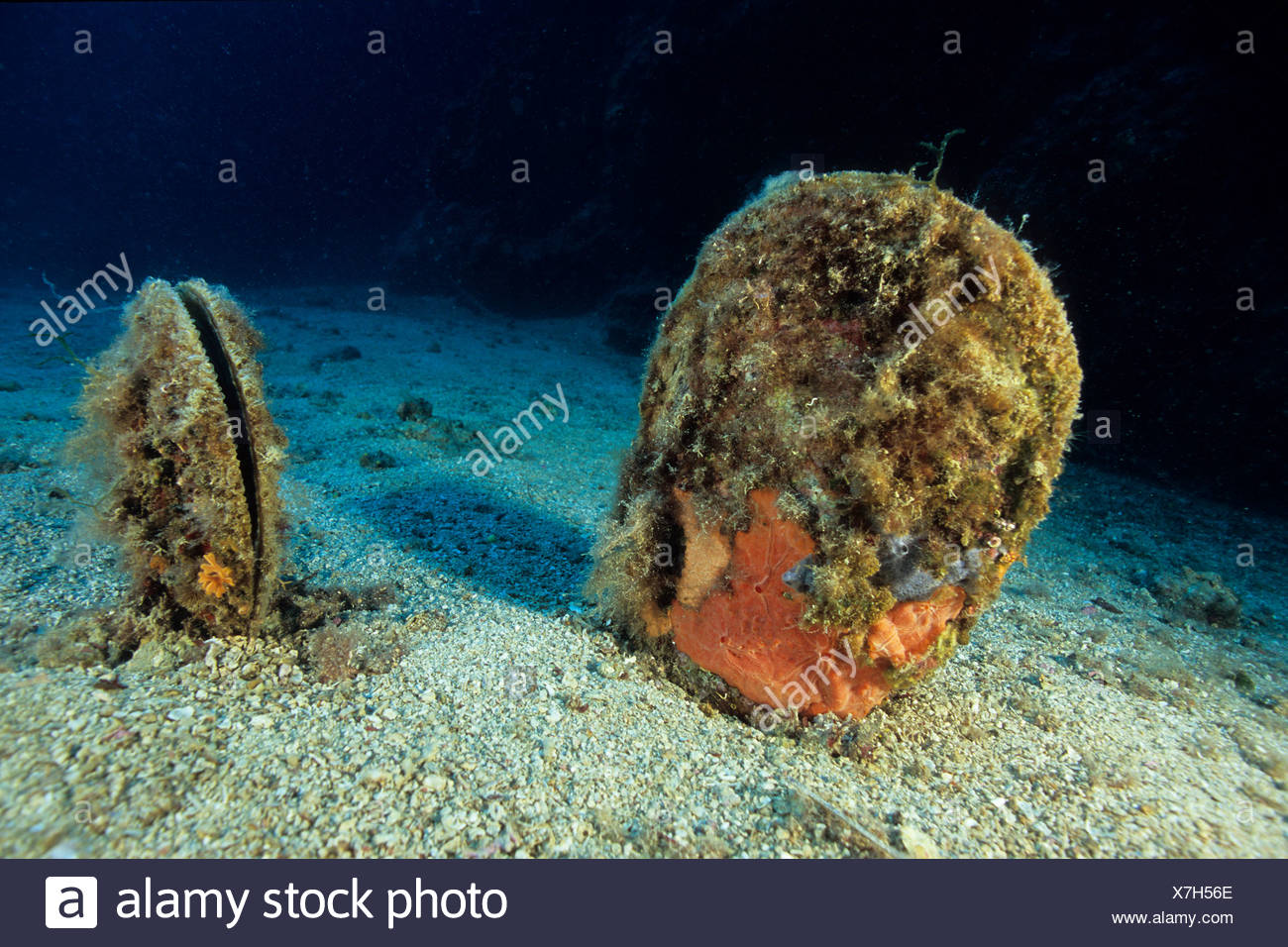 Pen Shell (pinna Nobilis) Stockfotos & Pen Shell (pinna Nobilis) Bilder ...