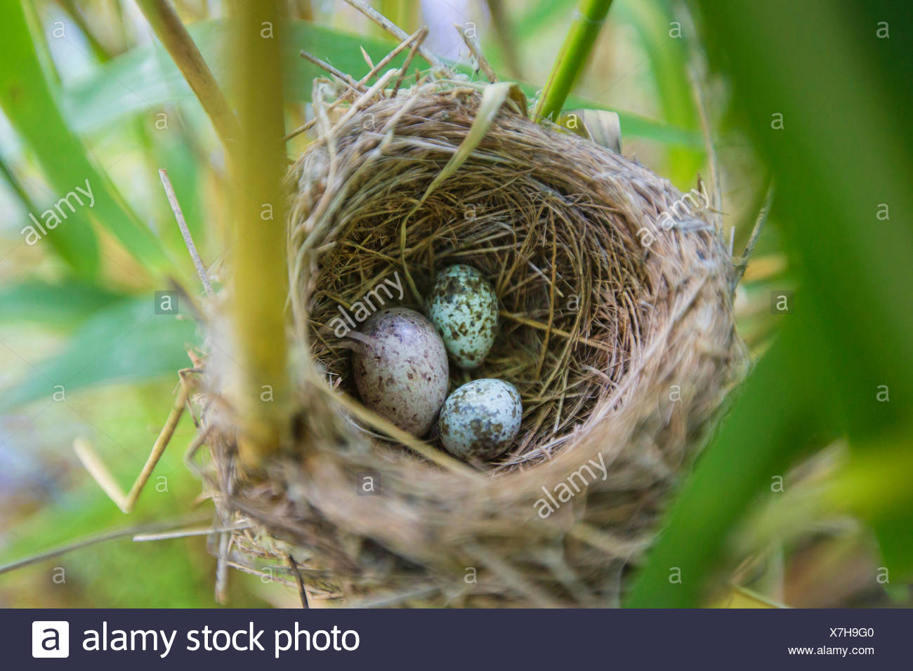 Cuckoo Nest Egg Stockfotos und -bilder Kaufen - Alamy