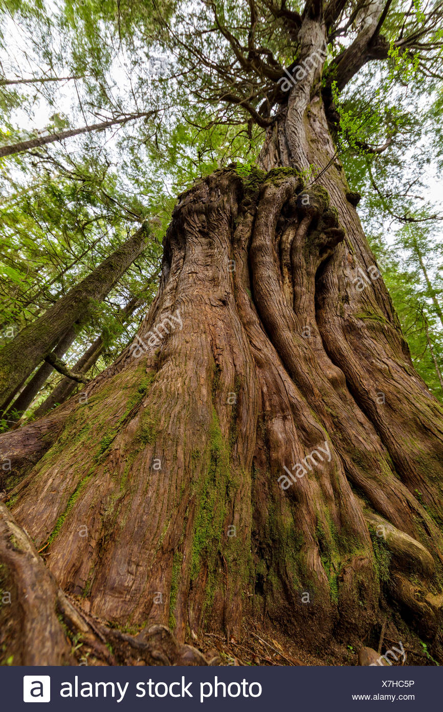 Western Red Cedar Tree Thuja Stockfotos & Western Red Cedar Tree Thuja ...