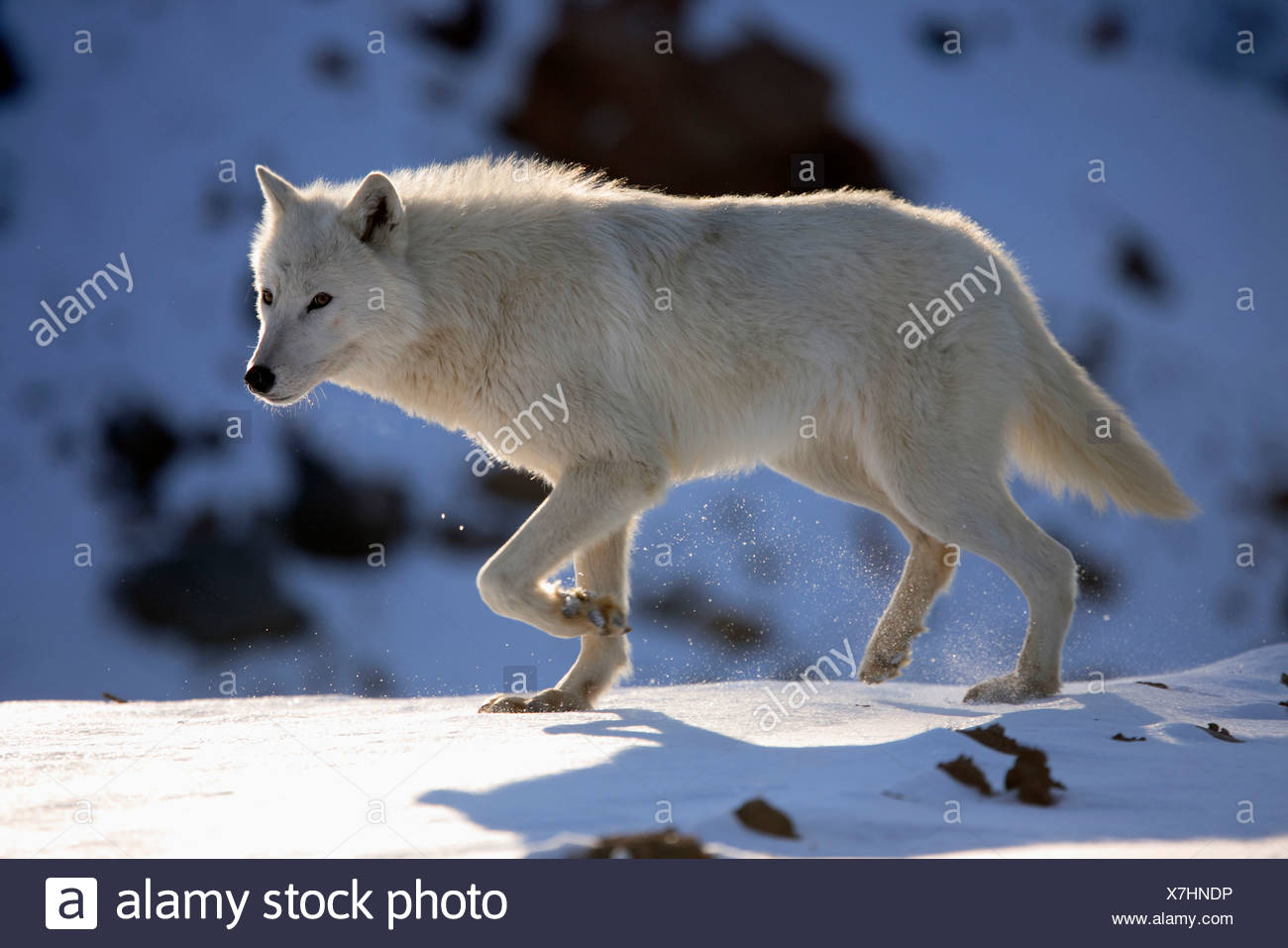 Arctic Wolf Stockfotos und -bilder Kaufen - Alamy