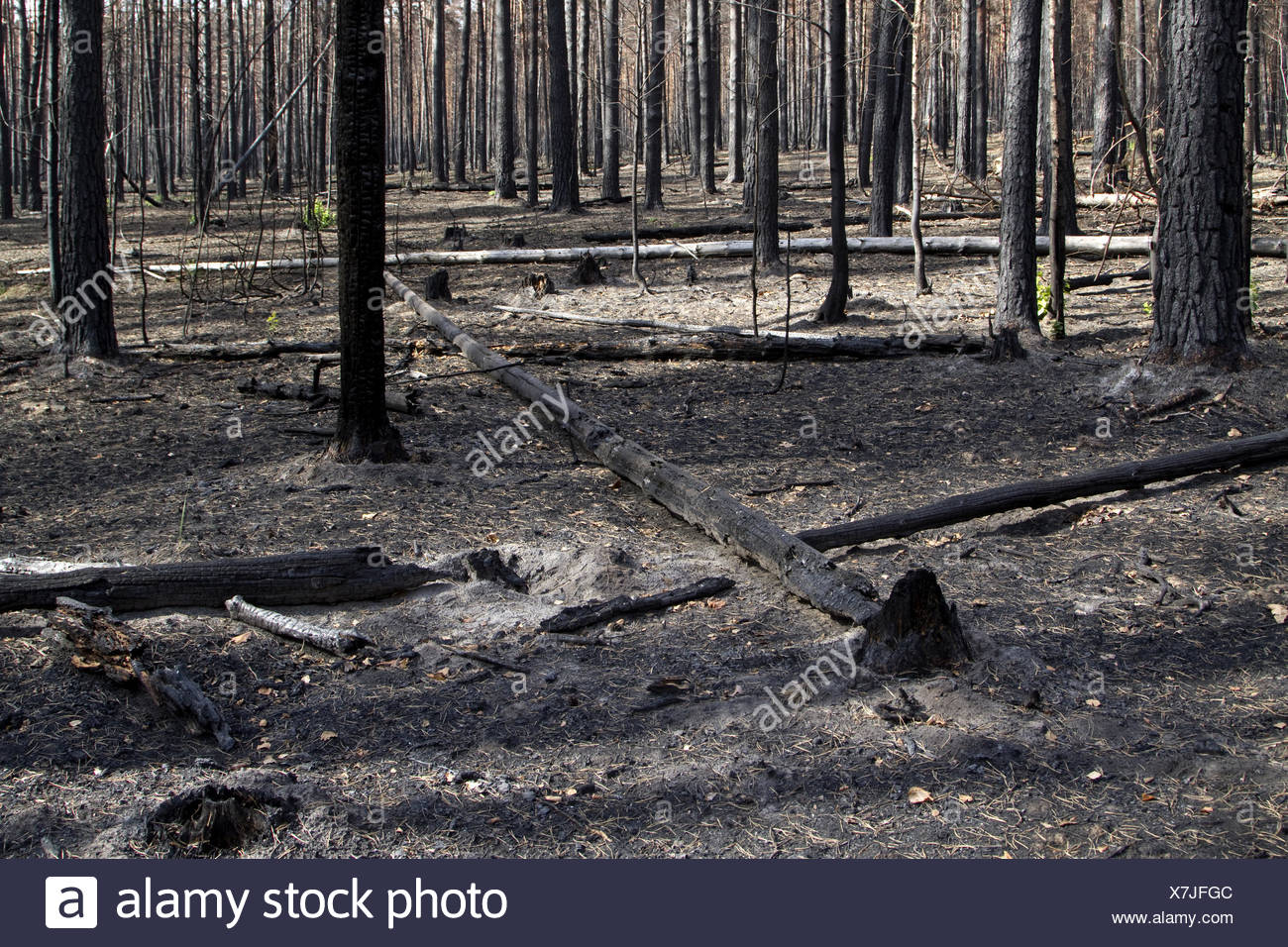 Verbrannten Wald Stockfotos und -bilder Kaufen - Alamy