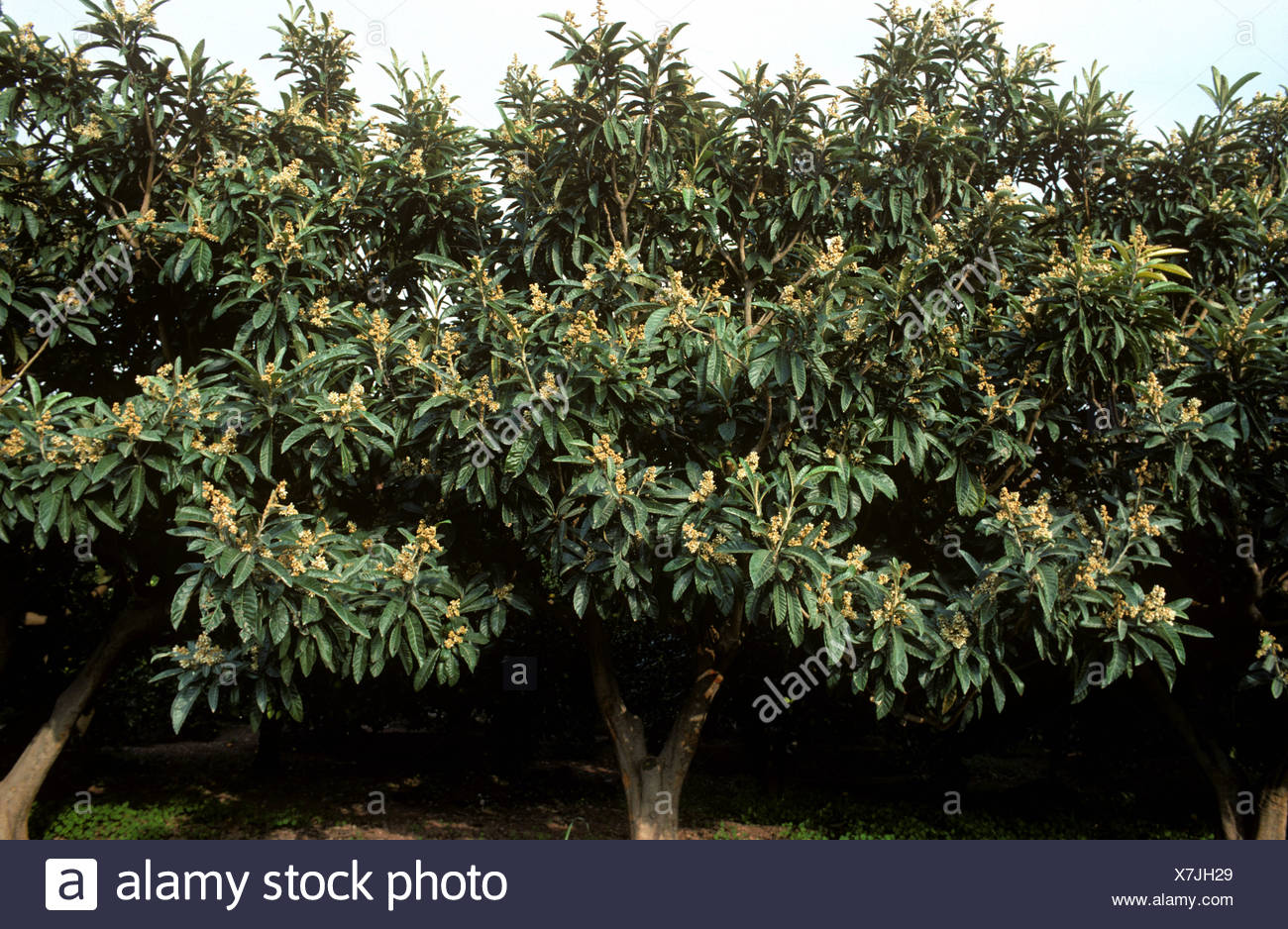 Mispel Baum Stockfotos und -bilder Kaufen - Alamy