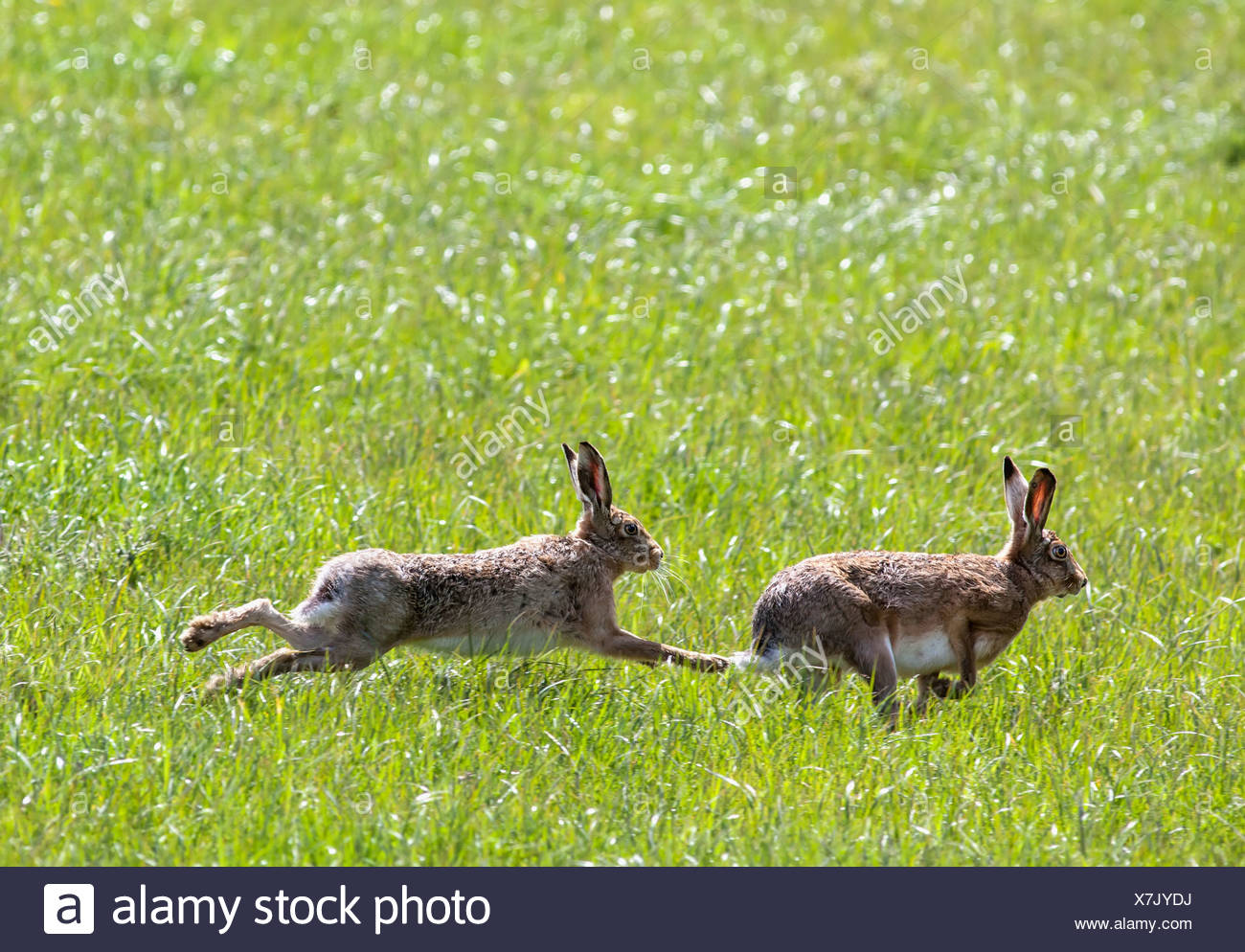 Race Rabbits Stockfotos und -bilder Kaufen - Alamy