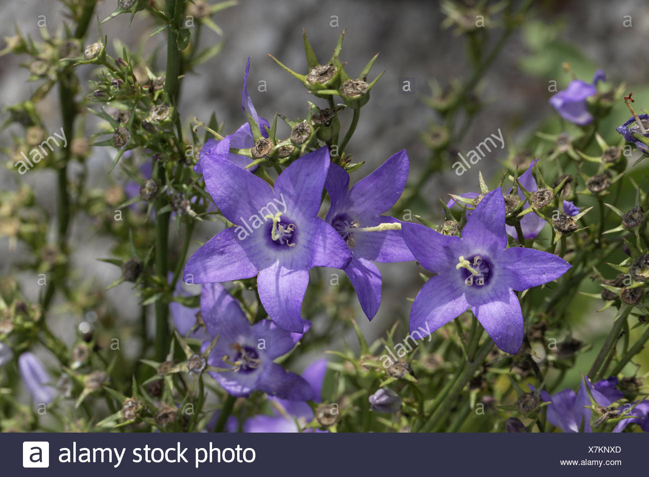 Chimney Bellflower Campanula Pyramidalis Flowering Stockfotos und ...